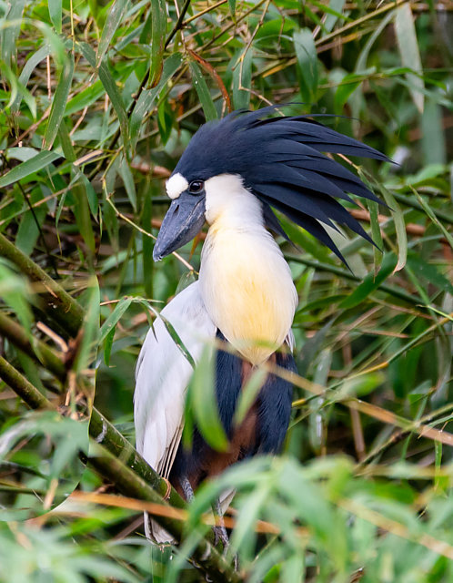 Foto arapapá (Cochlearius cochlearius) Por Antonio Ferrassini | Wiki ...