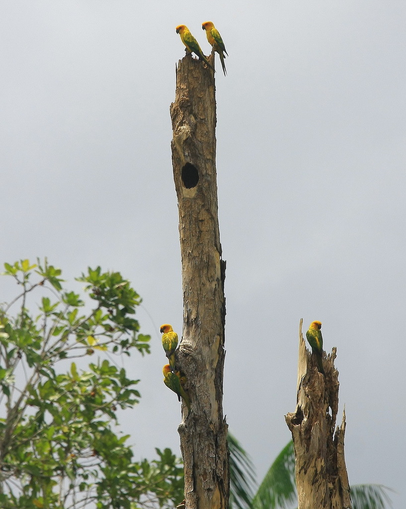 Foto cacaué (Aratinga maculata) Por Frederico Pereira | Wiki Aves - A ...