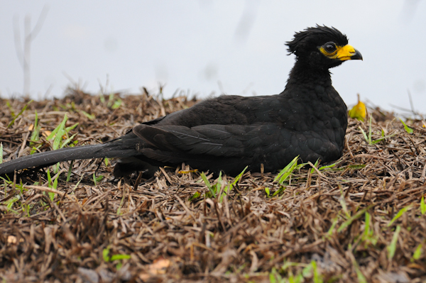 mutum-de-penacho (Crax fasciolata) | WikiAves - A Enciclopédia das Aves ...