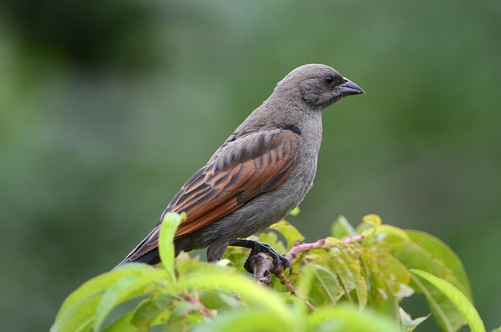 Foto chupim-azeviche (Molothrus rufoaxillaris) Por Rudimar Cipriani ...
