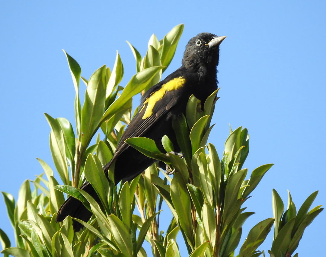 Foto tecelão (Cacicus chrysopterus) Por Claudio Cesar | Wiki Aves - A ...