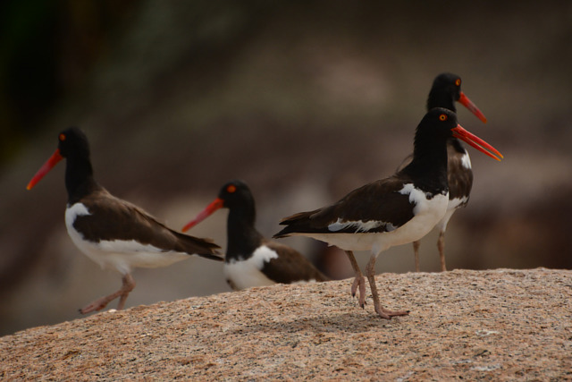 Foto piru-piru (Haematopus palliatus) Por Jean Jr Barcik | Wiki Aves ...