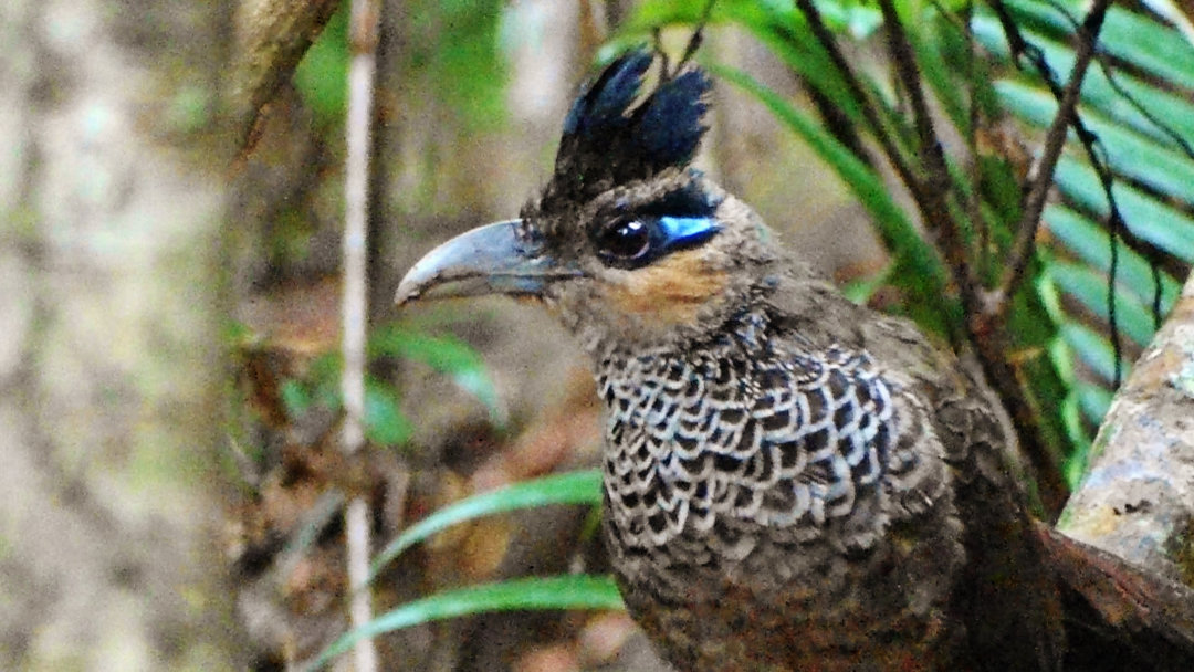 Foto jacu-estalo-escamoso (Neomorphus squamiger) Por Braulio Carlos ...