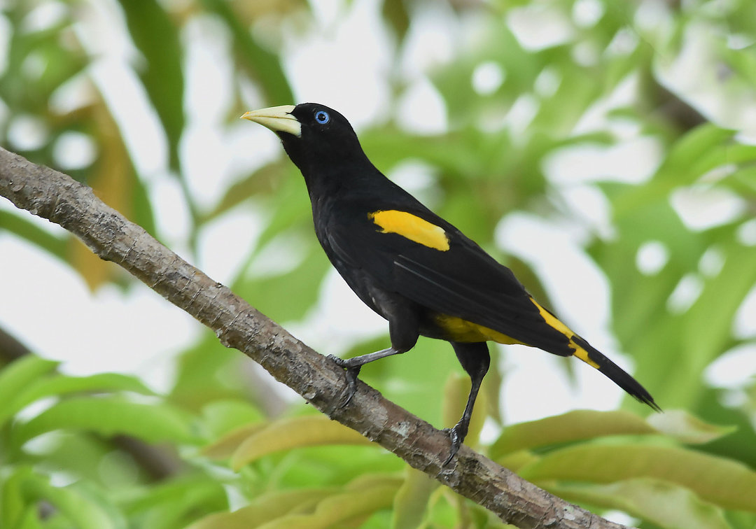 Foto xexéu (Cacicus cela) Por Alexandre Picoli | Wiki Aves - A ...