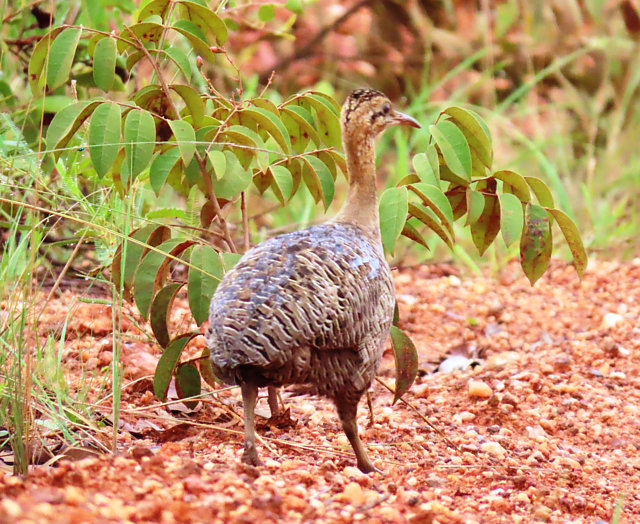 Foto perdiz (Rhynchotus rufescens) Por Raisson T. Rodrigues | Wiki Aves ...