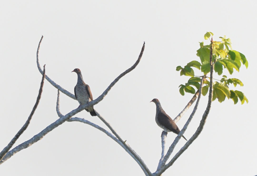 Foto pomba-trocal (Patagioenas speciosa) Por Tiego Costa | Wiki Aves ...