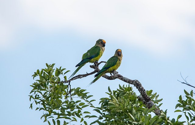 Foto periquito-rei (Eupsittula aurea) Por Antonio Gutierrez | Wiki Aves ...