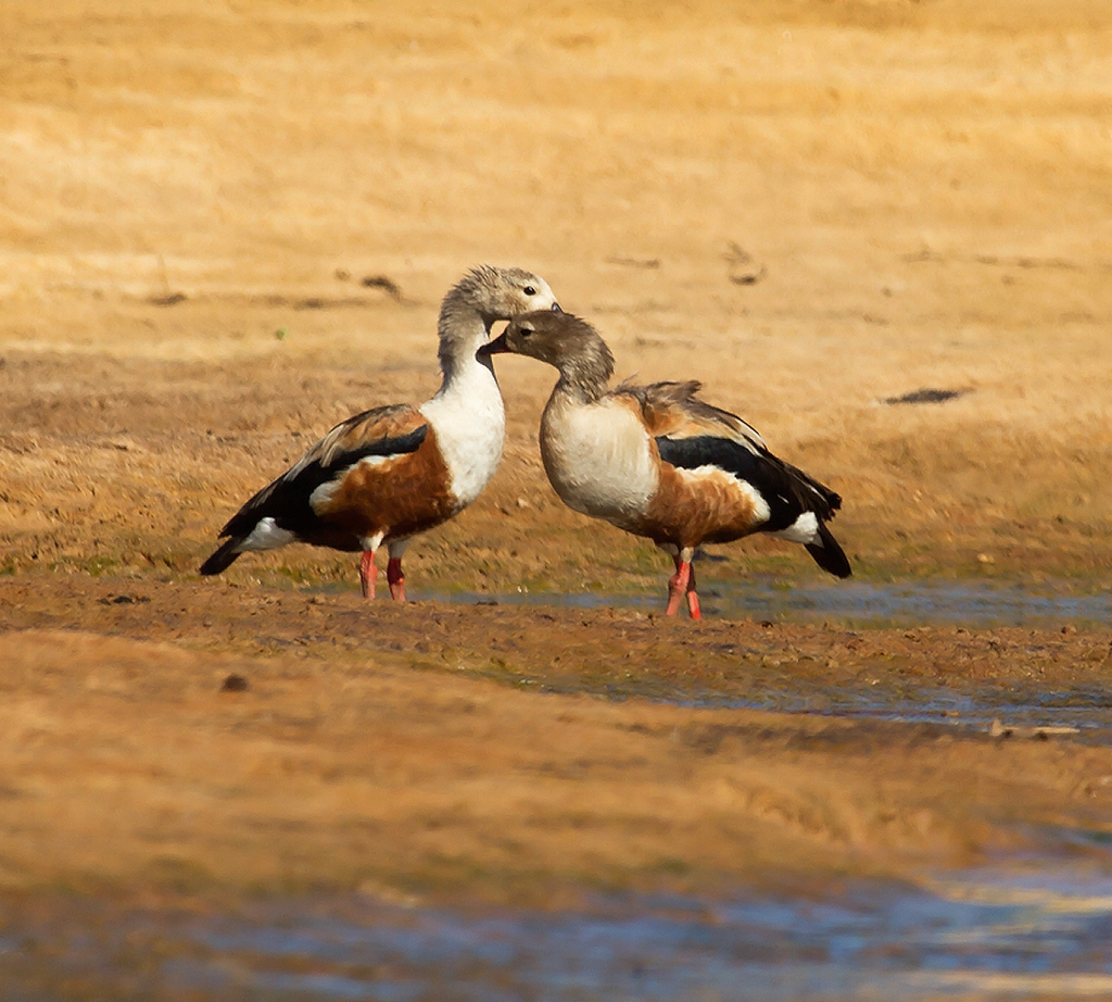 Foto pato-corredor (Neochen jubata) Por Flavio Guglielmino | Wiki Aves ...
