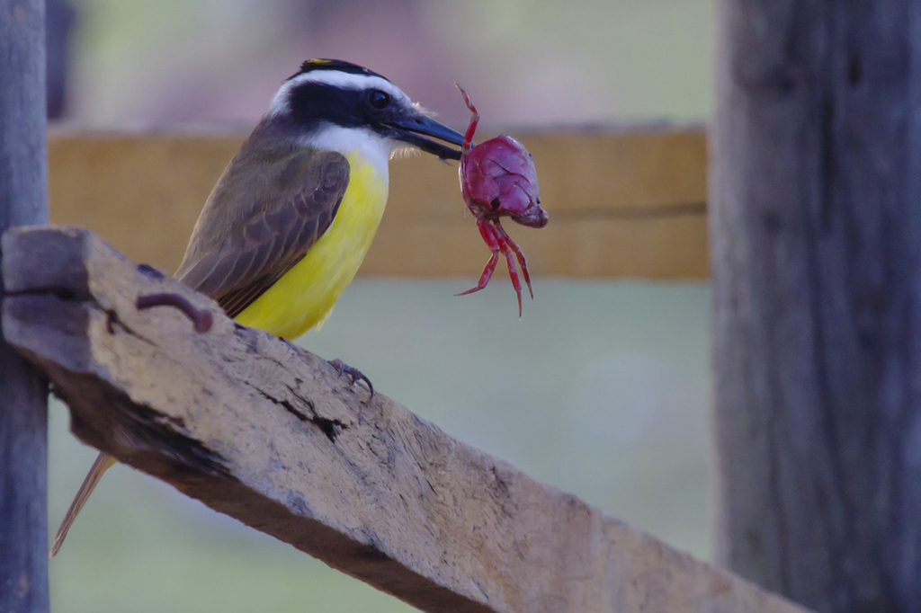 Foto bem-te-vi (Pitangus sulphuratus) Por Cassiano Zaparoli (ZAPA ...