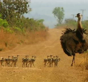 Rheidae | WikiAves - A Enciclopédia das Aves do Brasil