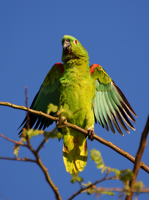 Foto papagaio-verdadeiro (Amazona aestiva) Por Valdir Hobus | Wiki Aves ...
