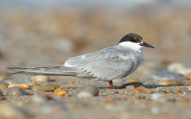trinta-réis-ártico (Sterna paradisaea) | WikiAves - A Enciclopédia das ...