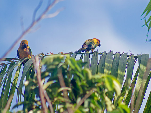 Foto cacaué (Aratinga maculata) Por Danilo Almeida-Santos | Wiki Aves ...