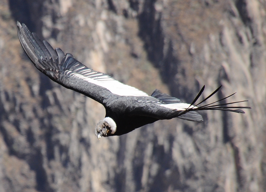 Foto condor-dos-andes (Vultur gryphus) Por Felipe Bittioli R. Gomes ...