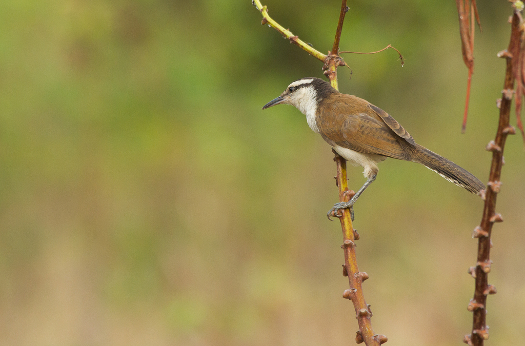 Foto garrincha-dos-lhanos (Campylorhynchus griseus) Por Luana Bianquini ...