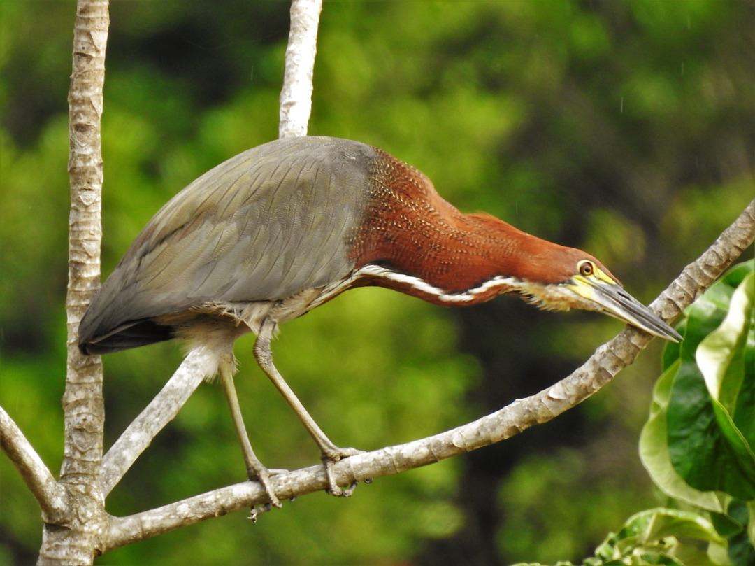 Foto socó-boi (Tigrisoma lineatum) Por Leninha Passarinho 3 | Wiki Aves ...