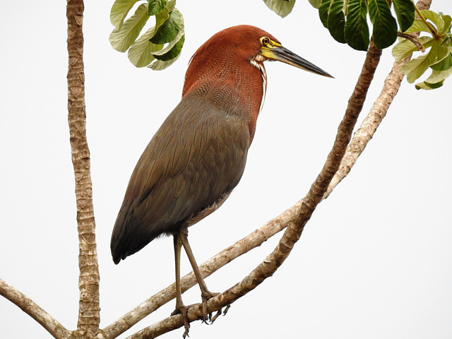 Foto socó-boi (Tigrisoma lineatum) Por Leninha Passarinho 3 | Wiki Aves ...
