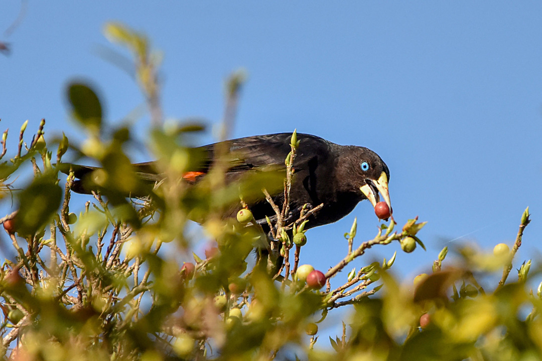 Foto guaxe (Cacicus haemorrhous) Por Francisco B. Farias | Wiki Aves ...