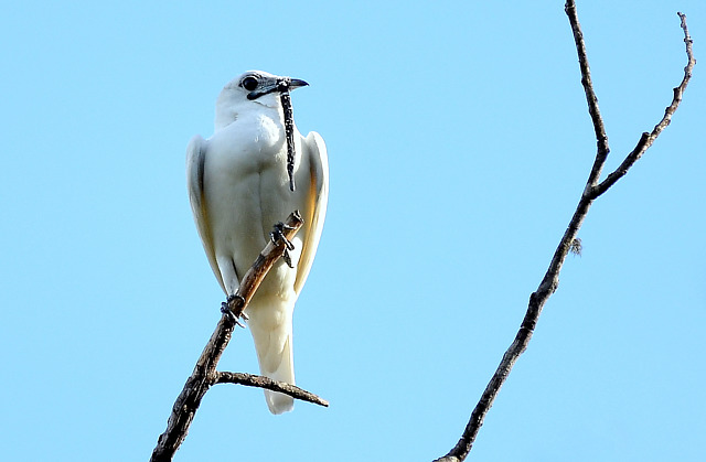 Foto araponga-da-amazônia (Procnias albus) Por Luiz Fernando Carvalho ...