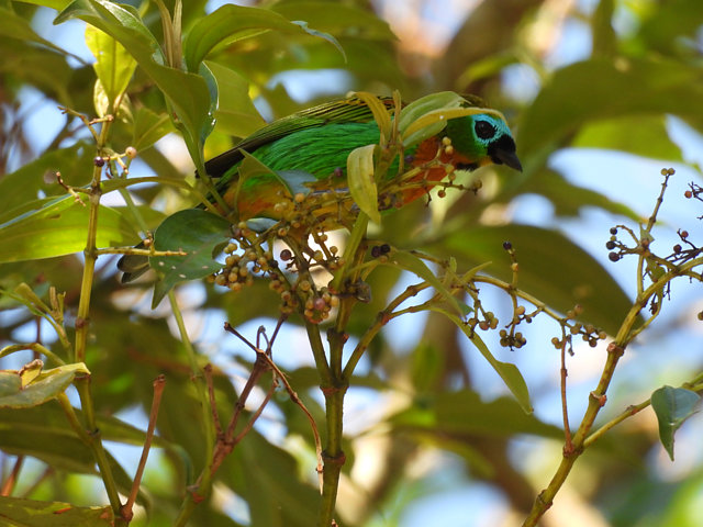 Foto saíra-lagarta (Tangara desmaresti) Por Paulo Roberto Milanez ...