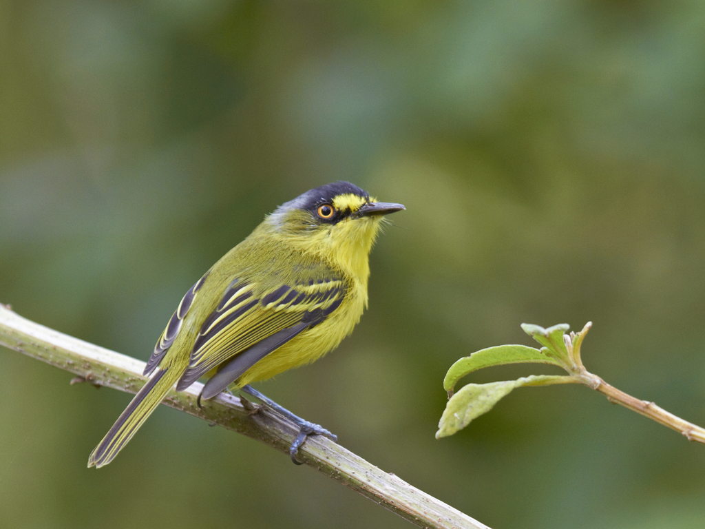 Foto teque-teque (Todirostrum poliocephalum) Por Claudio Lopes | Wiki ...