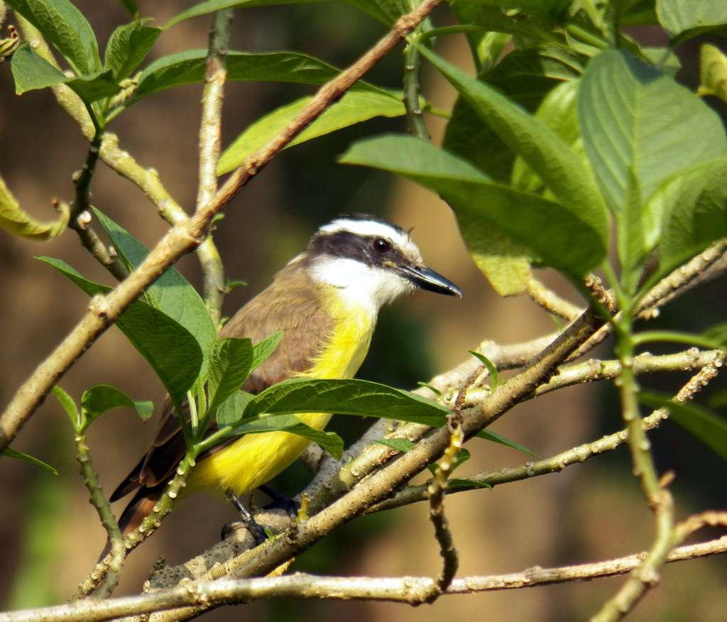 Foto bem-te-vi (Pitangus sulphuratus) Por Vagner B Abranches | Wiki ...