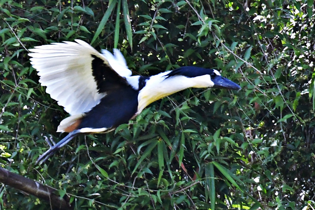 Foto arapapá (Cochlearius cochlearius) Por Isede Calvani | Wiki Aves ...