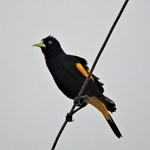 Foto xexéu (Cacicus cela) Por Fatima Vargas | Wiki Aves - A ...