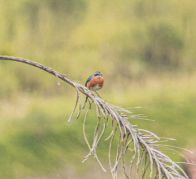 Foto quem-te-vestiu (Poospiza nigrorufa) Por Julia Forbeci Rebeyka ...