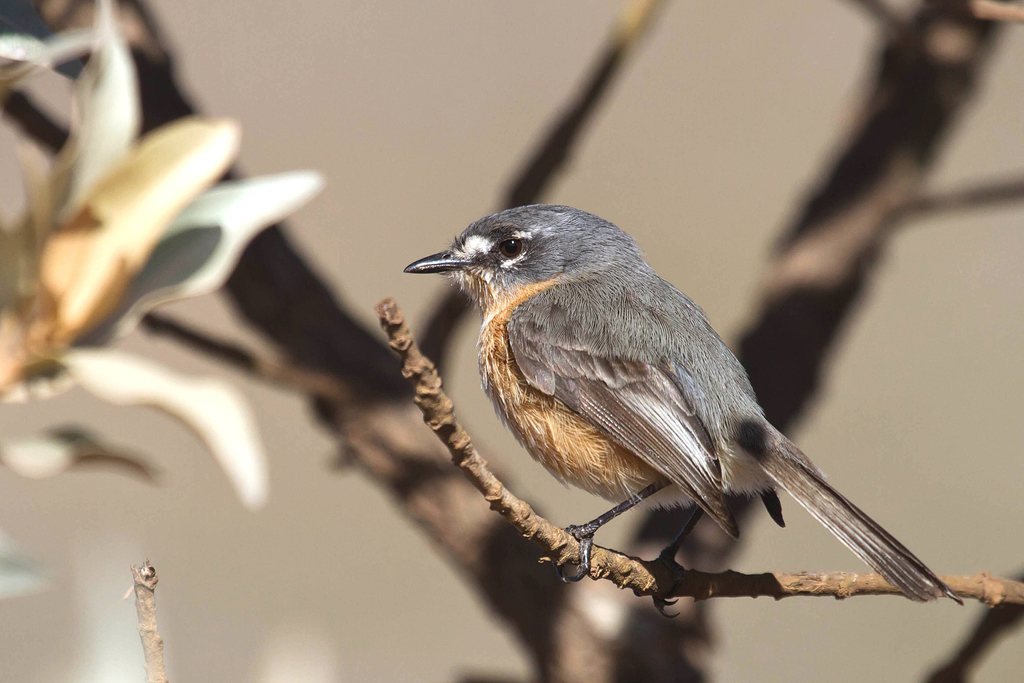 Foto papa-moscas-de-costas-cinzentas (Polystictus superciliaris) Por ...