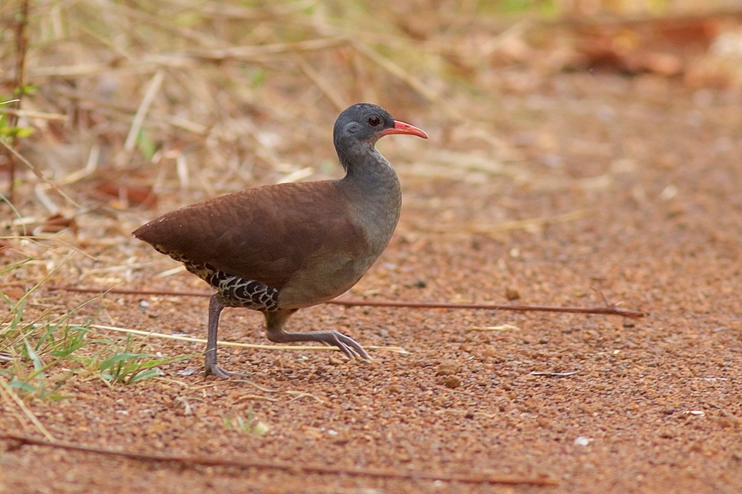 Foto inhambu-chintã (Crypturellus tataupa) Por Luiz Fernando Matos ...