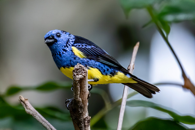 Foto saíra-de-bando (Tangara mexicana) Por Thelma Gatuzzo | Wiki Aves ...