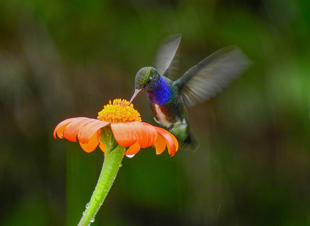 Foto beija-flor-de-peito-azul (Chionomesa lactea) Por Lawrence Rabelo ...