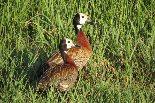 Foto irerê (Dendrocygna viduata) Por Edson Diniz | Wiki Aves - A ...