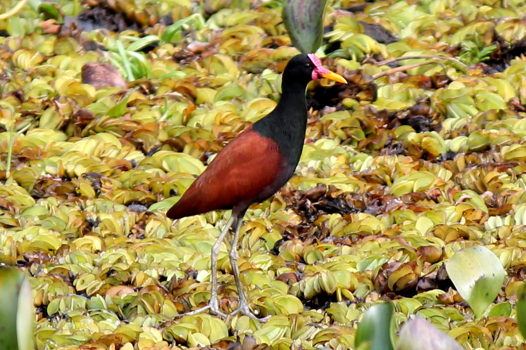 Foto jaçanã (Jacana jacana) Por Lucas Iabanji | Wiki Aves - A ...