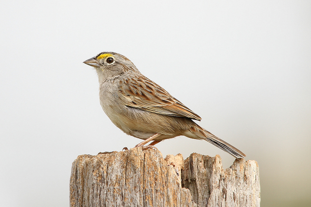 Foto tico-tico-do-campo (Ammodramus humeralis) Por Antonio Bordignon ...