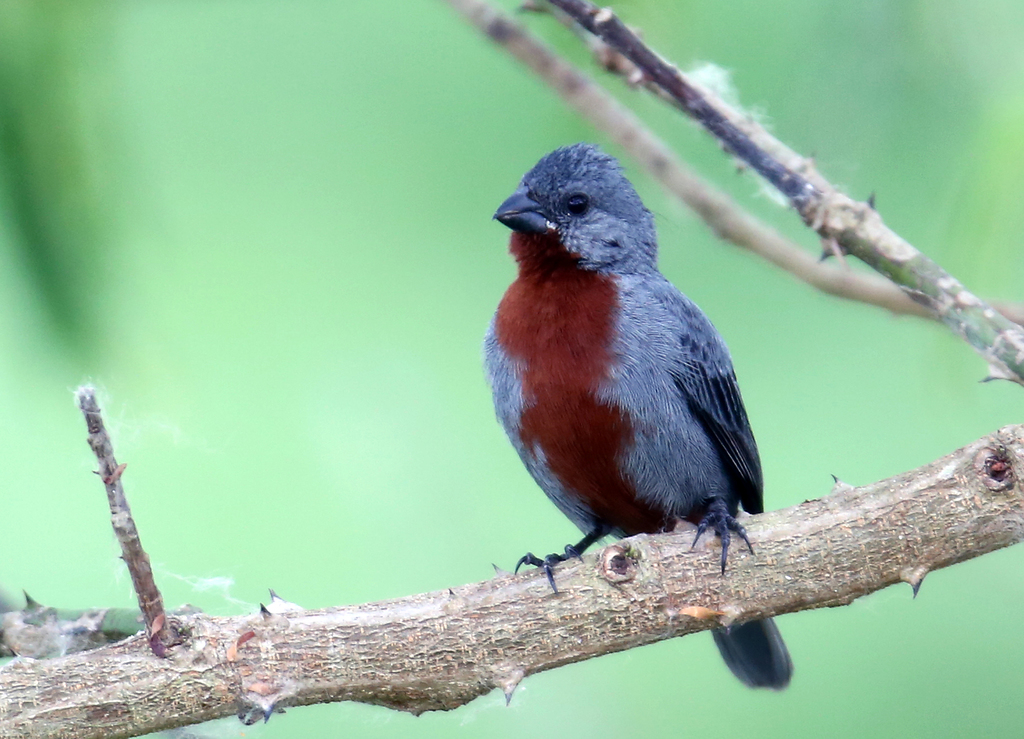 Foto caboclinho-de-peito-castanho (Sporophila castaneiventris) Por ...