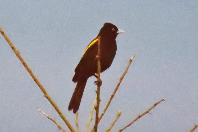 Foto tecelão (Cacicus chrysopterus) Por Mônica de Brito | Wiki Aves - A ...