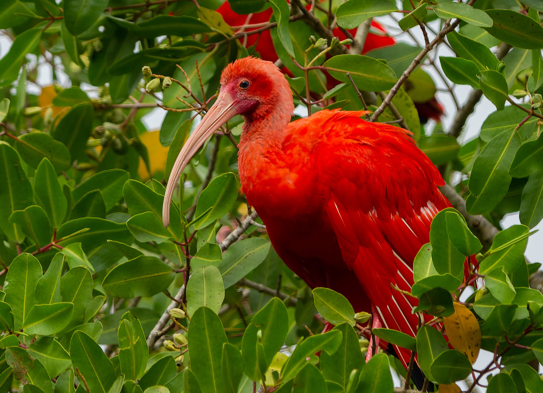 Foto guará (Eudocimus ruber) Por Allan Clé | Wiki Aves - A Enciclopédia ...