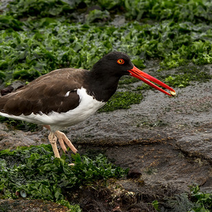 piru-piru (Haematopus palliatus) | WikiAves - A Enciclopédia das Aves ...