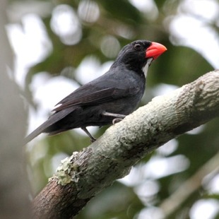 bico-encarnado (Saltator grossus) | WikiAves - A Enciclopédia das Aves ...