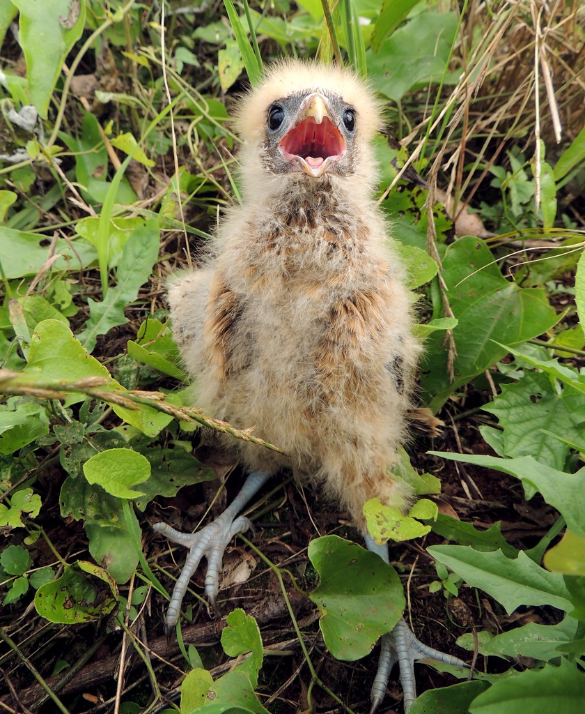 Foto chimango (Milvago chimango) Por Amanda Perin Marcon | Wiki Aves ...