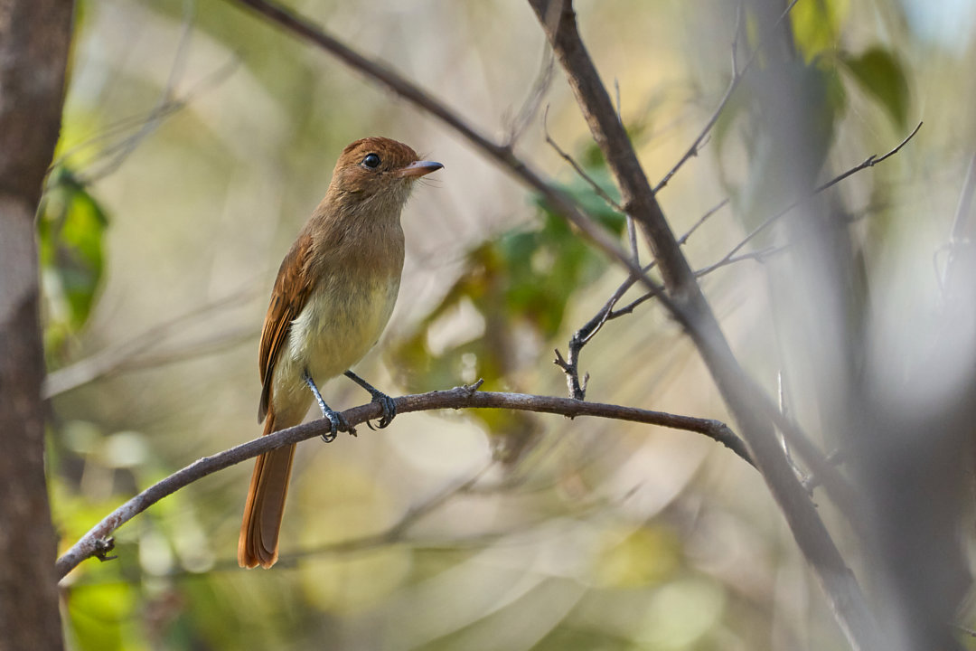 Foto caneleiro-enxofre (Casiornis fuscus) Por Daniel Alfenas | Wiki ...