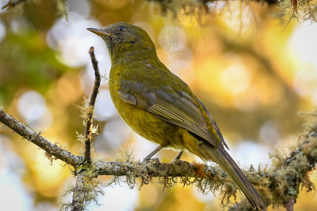 Foto saudade-de-asa-cinza (Lipaugus conditus) Por Leandro Rezende ...