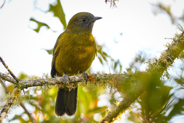 Foto saudade-de-asa-cinza (Lipaugus conditus) Por Leandro Rezende ...