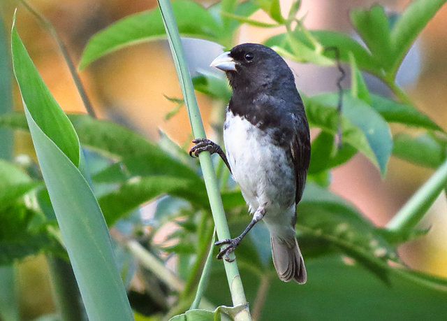 Foto papa-capim-de-costas-cinza (Sporophila ardesiaca) Por Fernando ...