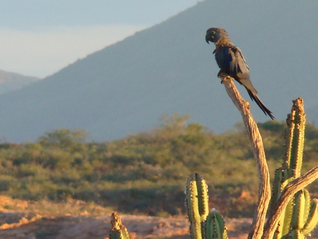 Foto arara-azul-de-lear (Anodorhynchus leari) Por Weber Girão | Wiki ...