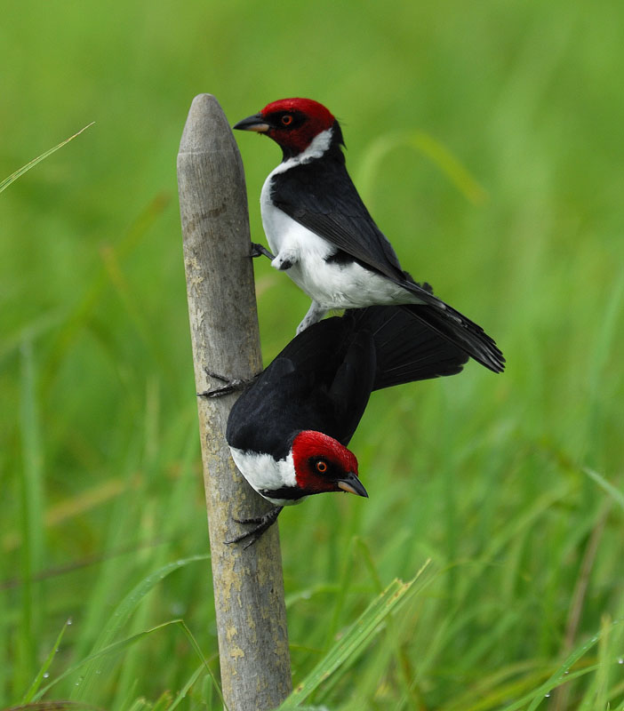 Foto cardeal-da-amazônia (Paroaria gularis) Por Anselmo d`Affonseca ...