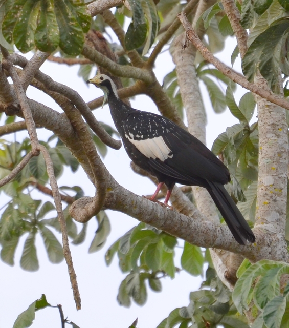 Foto jacutinga-de-garganta-azul (Aburria cumanensis) Por Marcia ...