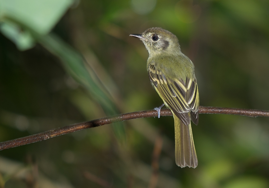 Foto cabeçudo (Leptopogon amaurocephalus) Por Luciano Bernardes | Wiki ...